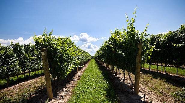 About | Lakeview Wine Co. | Niagara Winery